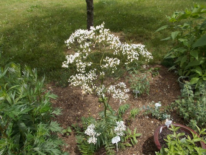 Growing Valerian: Taking Root in the Garden - Countryside